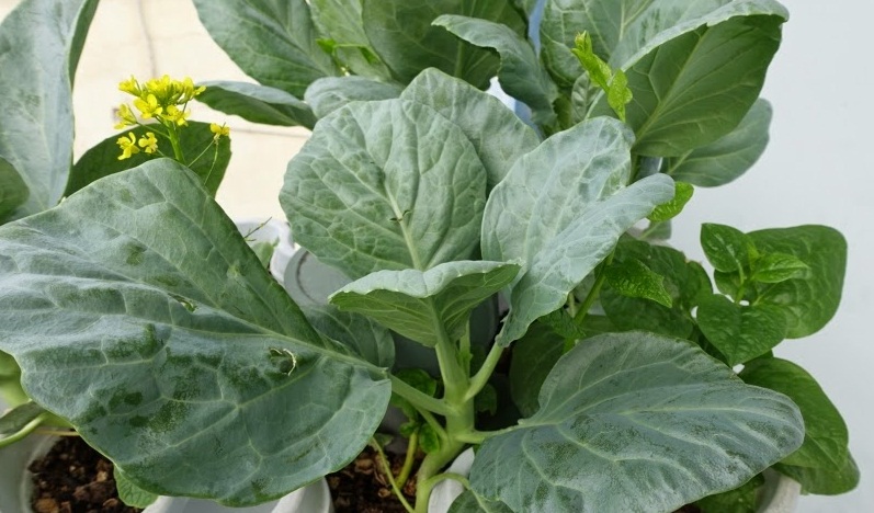 Hạt giống rau cải rổ - Vua hạt giống