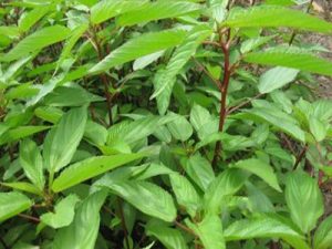 Hạt giống rau đay đỏ 1kg - Vua hạt giống