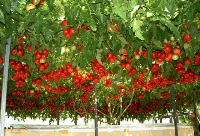 Hạt giống cà chua bạch tuộc - Vua hạt giống
